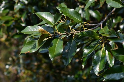 Quercus acuta | Plant Guide | ePlant